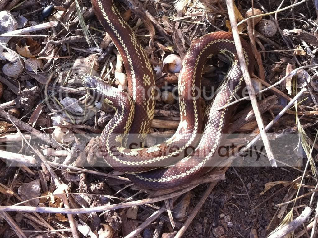 Impromtu Herping - Field Herp Forum