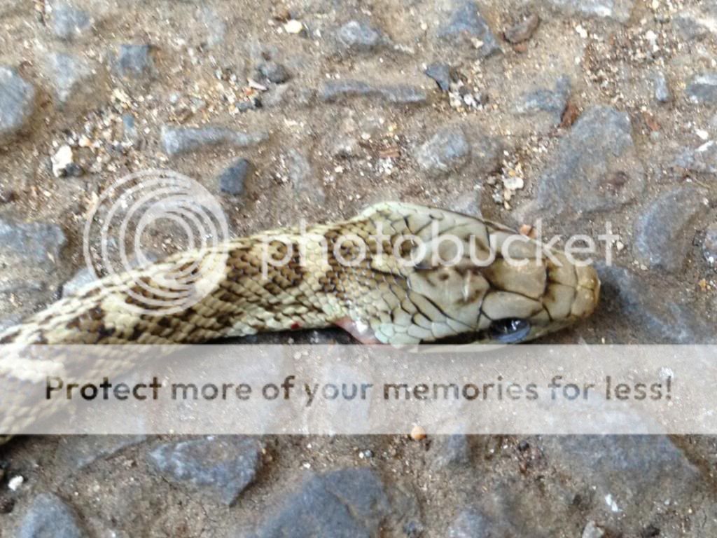 Pink Headed Reed Snake (same as main forum) - Field Herp Forum