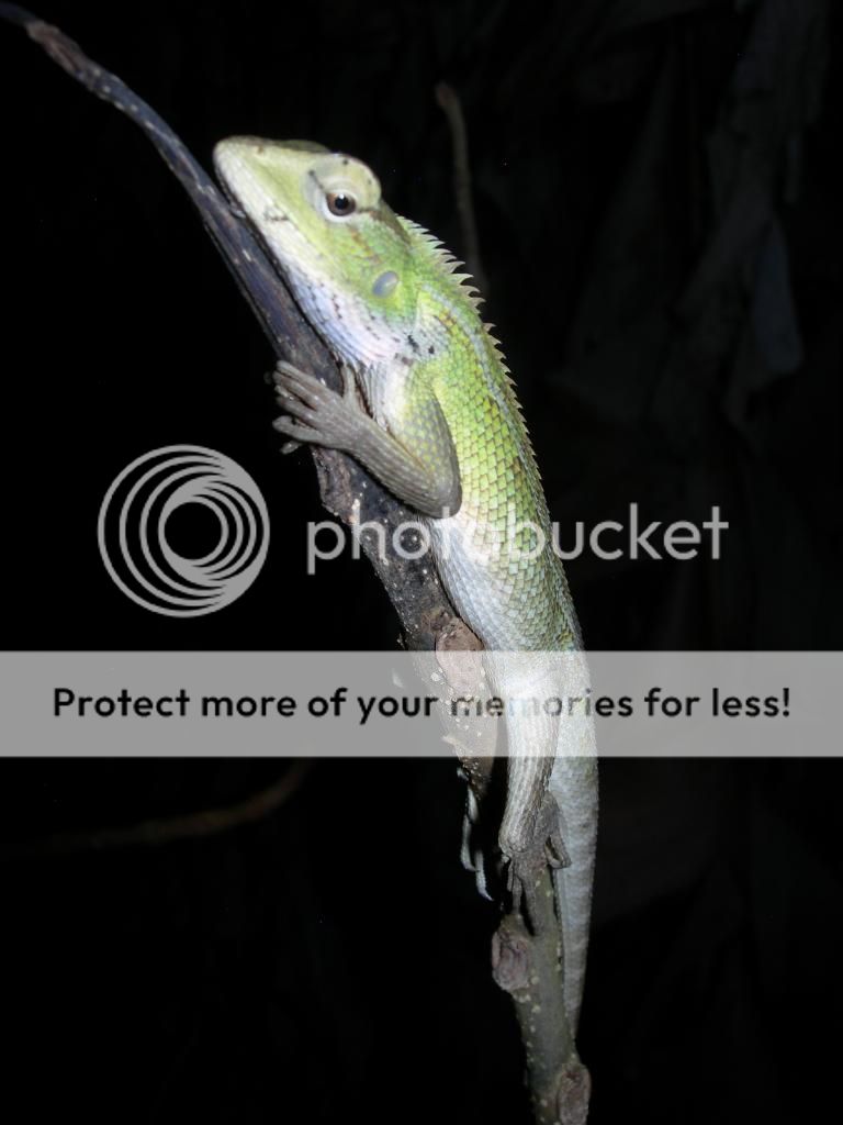 Pink Headed Reed Snake (same as main forum) - Field Herp Forum