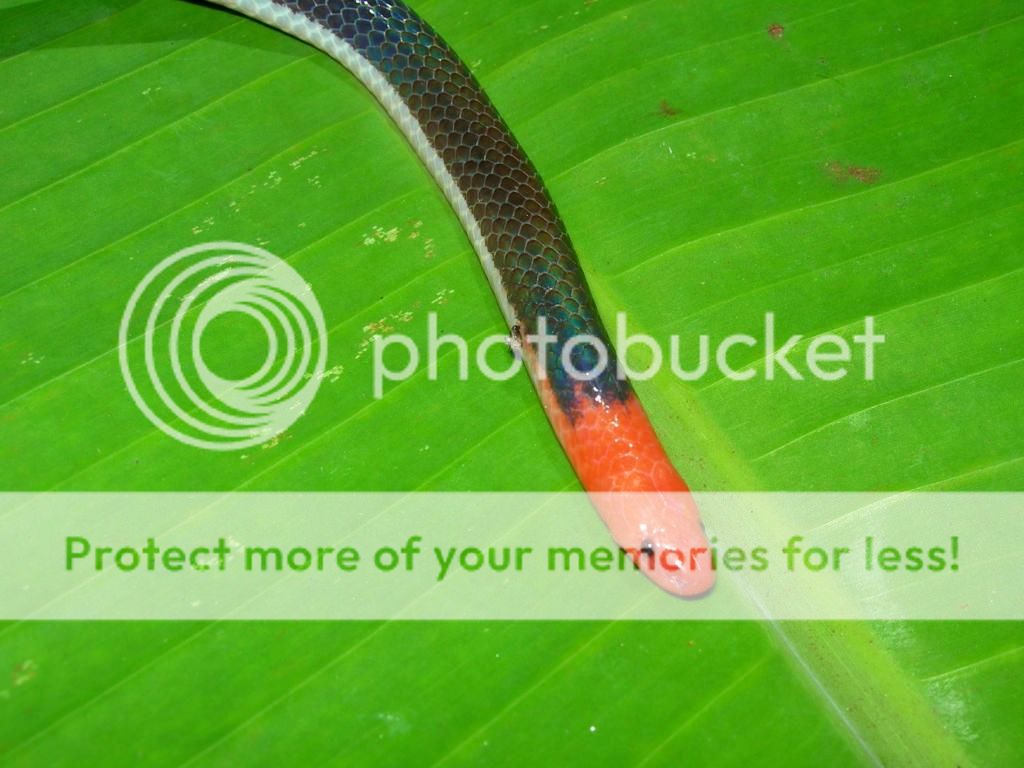 Pink Headed Reed Snake (same as main forum) - Field Herp Forum