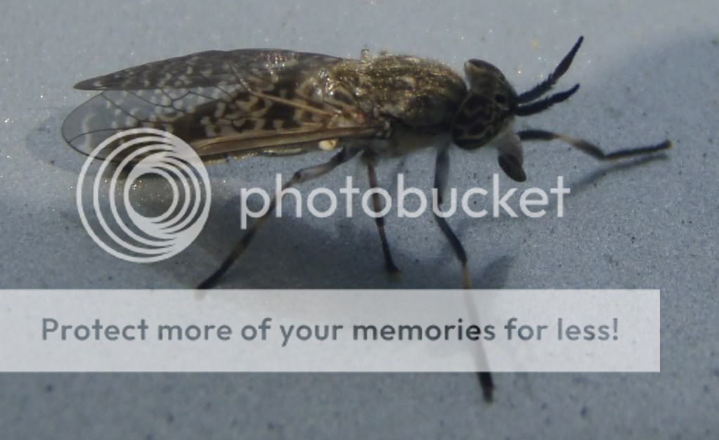 steekvlieg - ANW (Algemeen Nederlands Woordenboek)